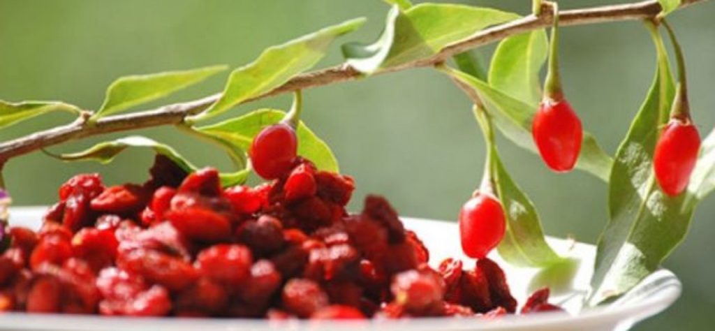 Bacche di Goji: proprietà e benefici - Benessere, Alimentazione Sana ...