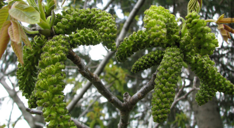 Fiori di Bach: Walnut - Benessere, Alimentazione Sana, Prodotti Bio e ...