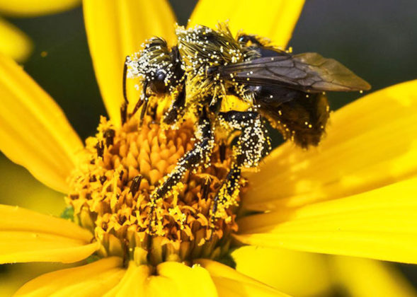Polline, proprietà e benefici per l'organismo - Benessere ...