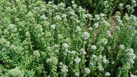 Origano, pianta aromatica dalle ottime proprietà benefiche ...