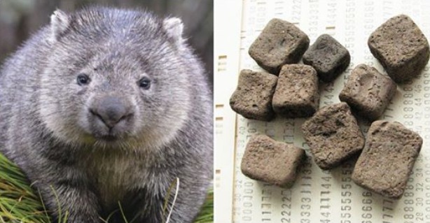 Il vombato e le feci a forma di cubo: finalmente svelato il mistero ...