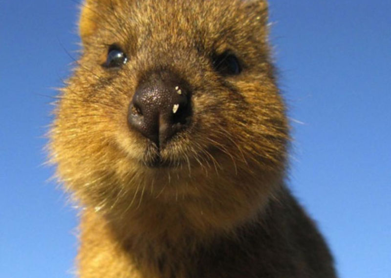 Il vombato e le feci a forma di cubo: finalmente svelato il mistero ...