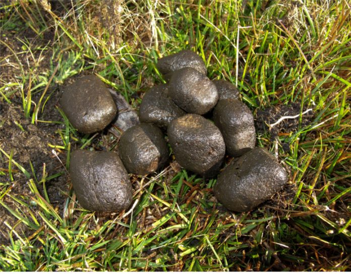 Il vombato e le feci a forma di cubo: finalmente svelato il mistero ...