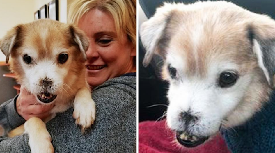 La storia e le foto di Sniffles, cane senza naso - Benessere ...